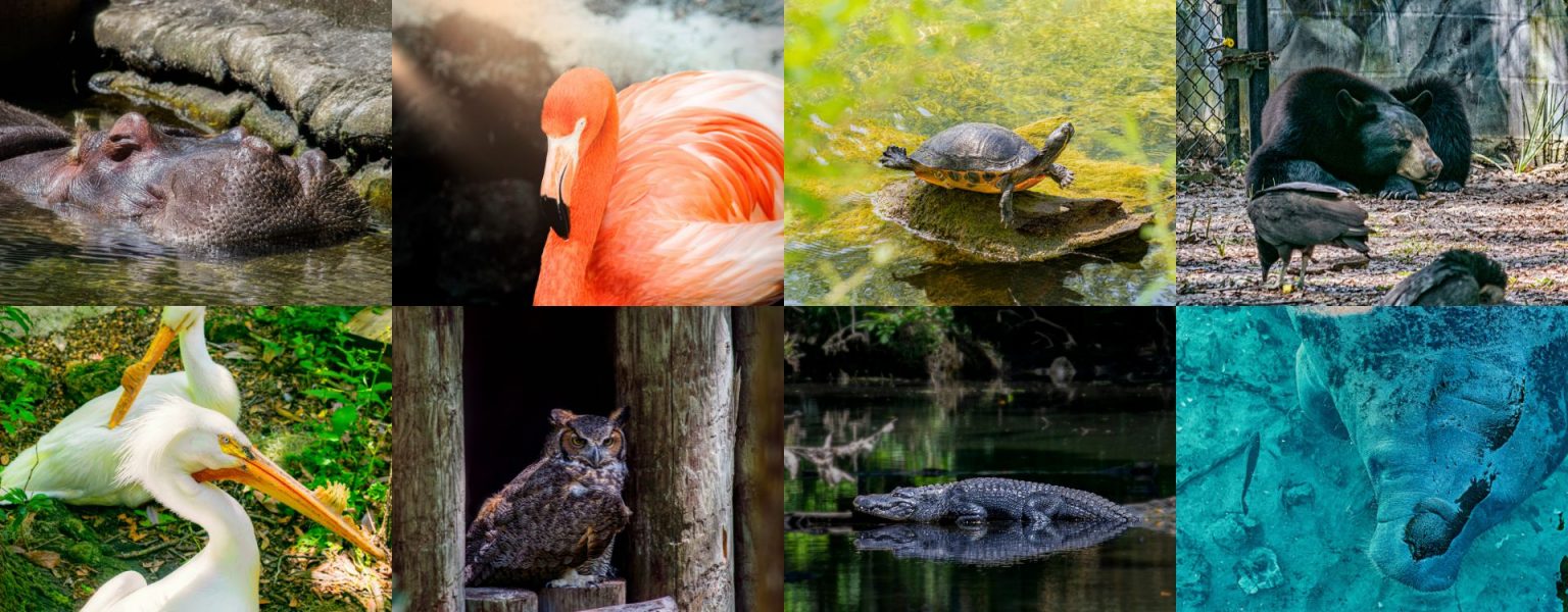 Homosassa Springs Wildlife Adventures | Homosassa Springs Wildlife ...