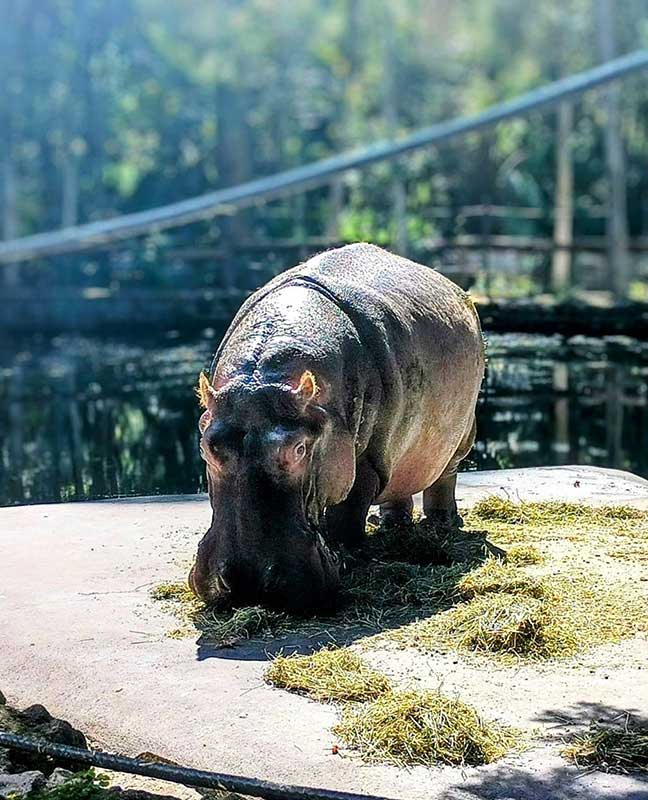 Discovering Homosassa Springs Wildlife State Park: A Visitor’s Guide ...