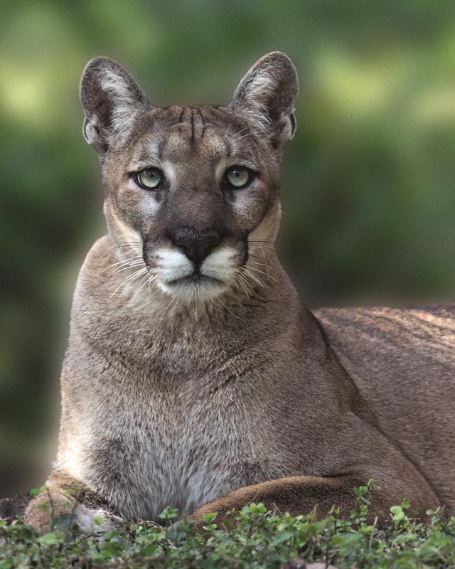 Activities | Homosassa Springs Wildlife Adventures