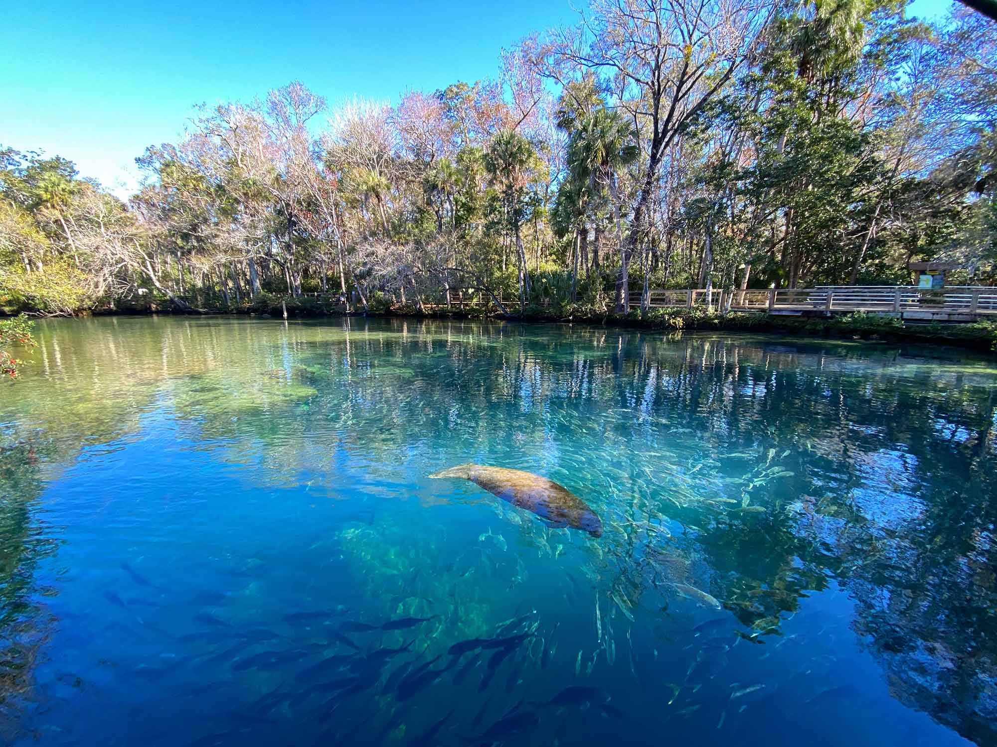 Activities | Homosassa Springs Wildlife Adventures