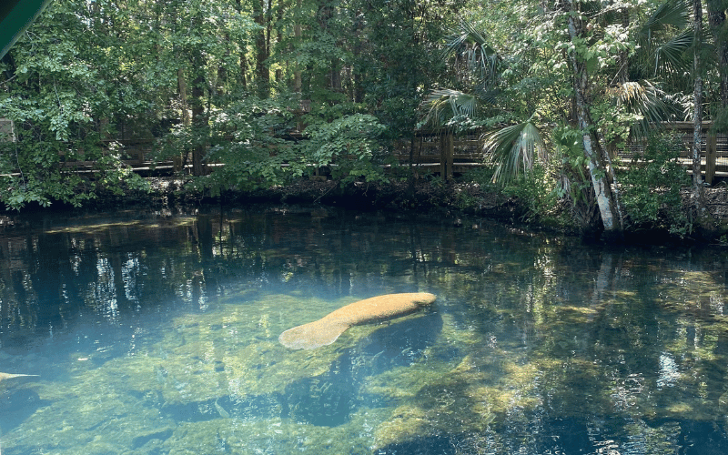 A Wildlife Lover’s Guide to Homosassa Springs State Park | Homosassa ...