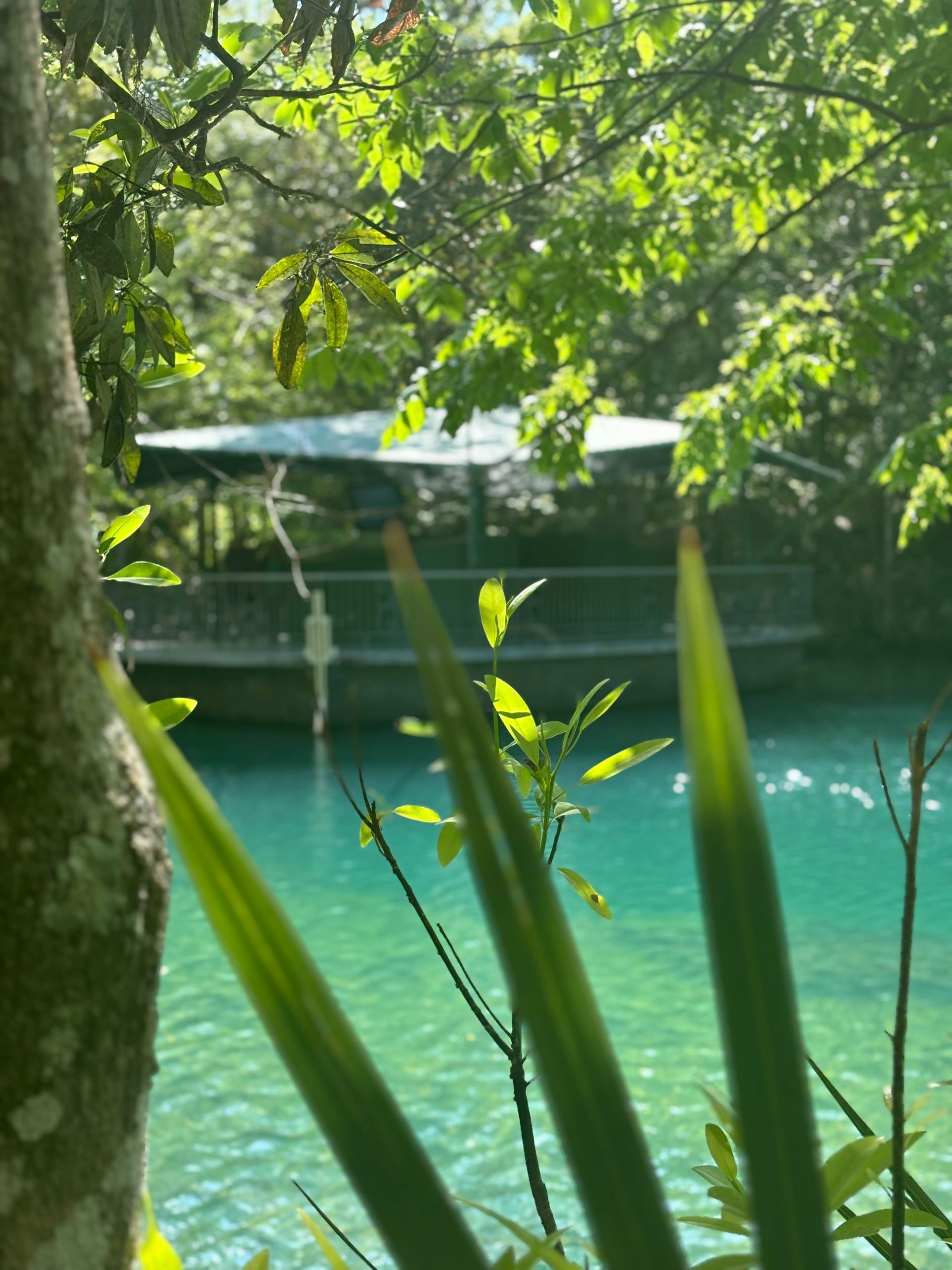 The Healing Waters of Homosassa: What Makes These Springs Special ...